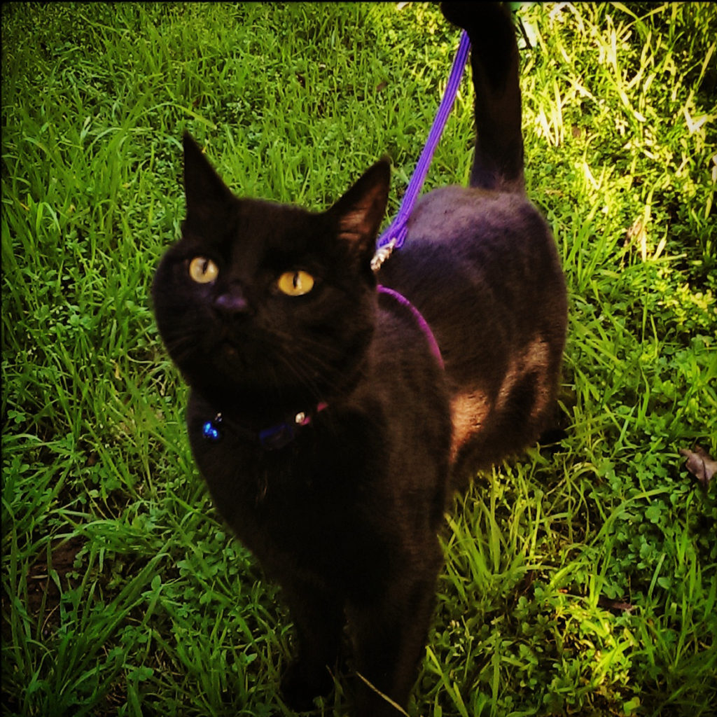 Guest Blogger Month III: Post #26 - Yankee Doodle Paddy